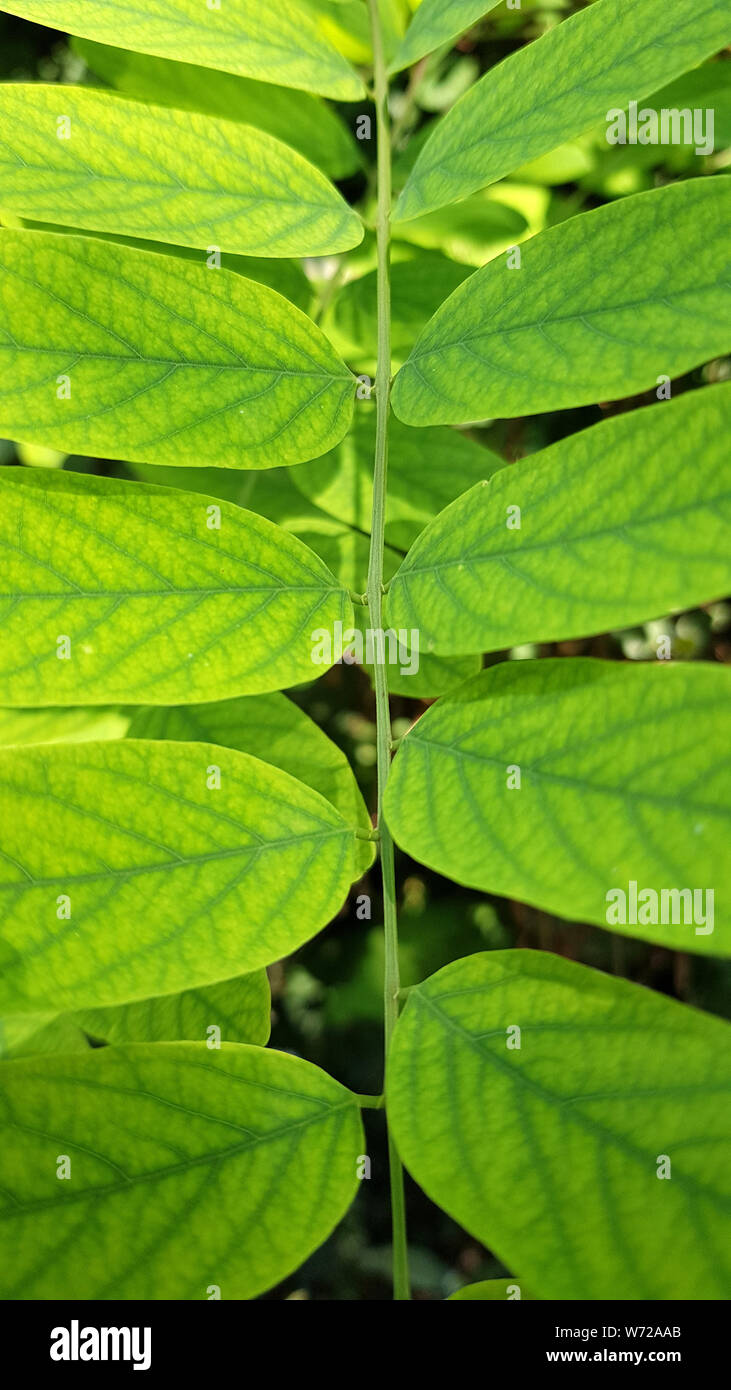 Robinie blatt -Fotos und -Bildmaterial in hoher Auflösung – Alamy