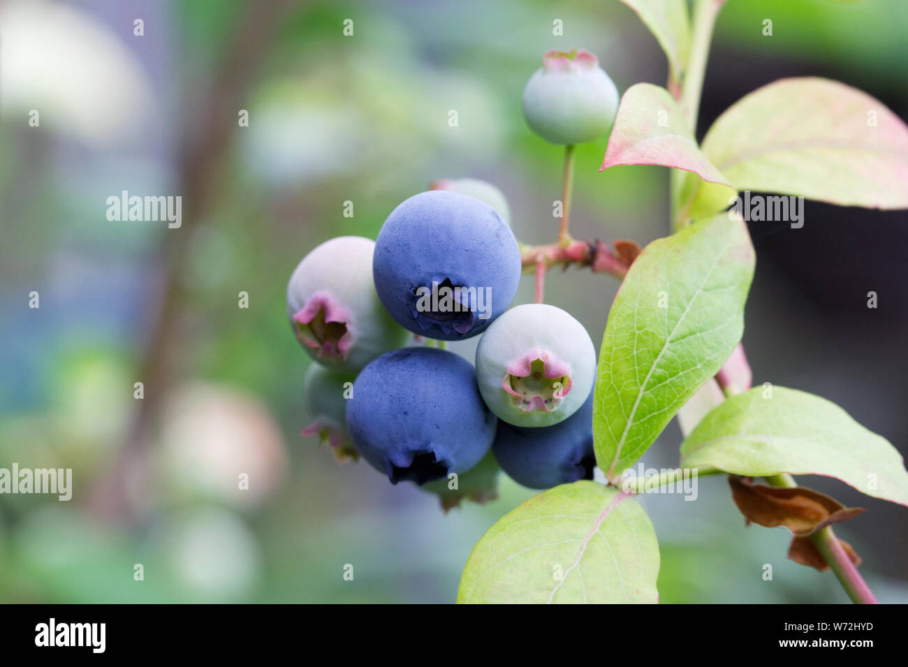 Reifende blaubeeren -Fotos und -Bildmaterial in hoher Auflösung – Alamy