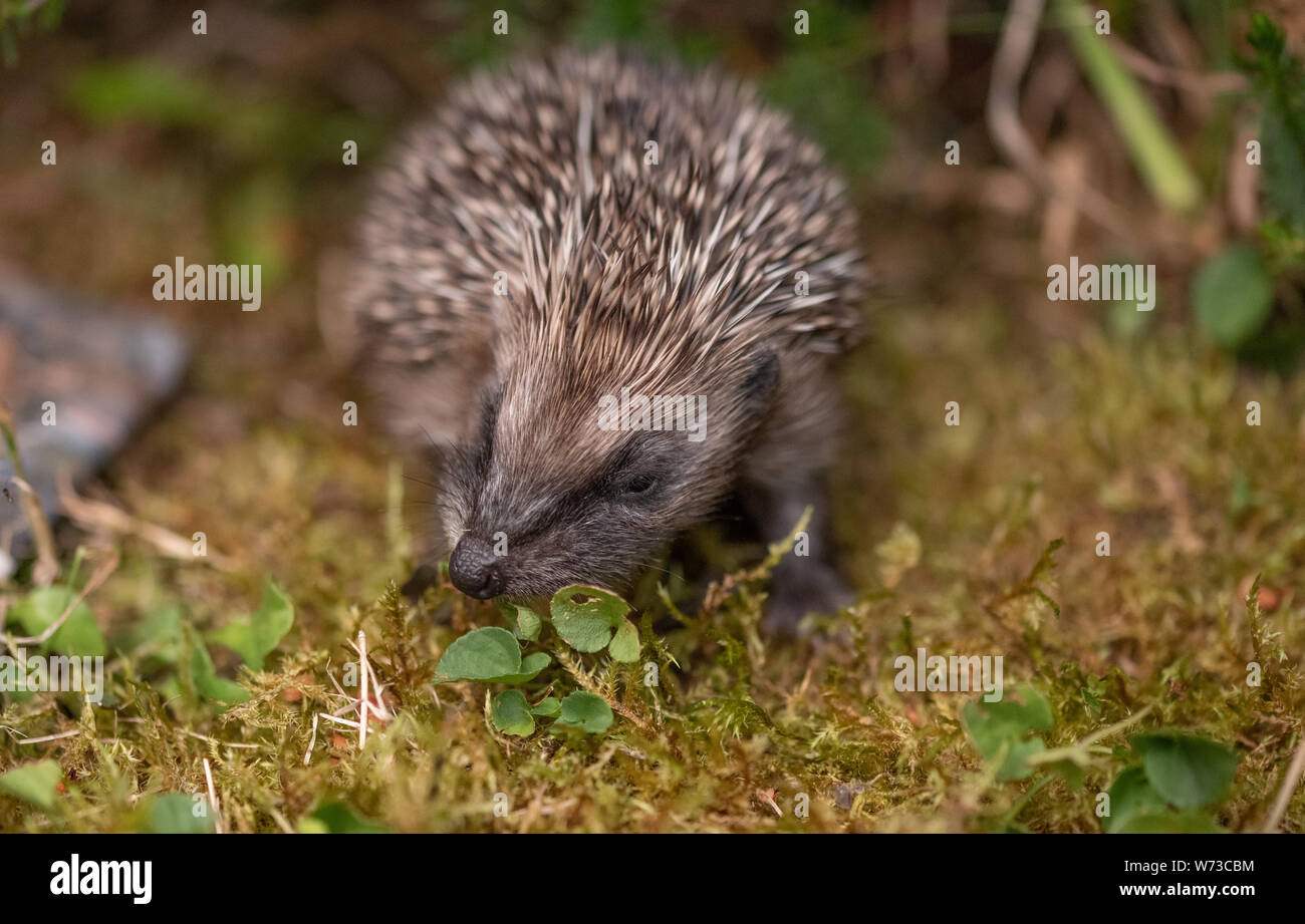 Hedgehogs baby -Fotos und -Bildmaterial in hoher Auflösung – Alamy