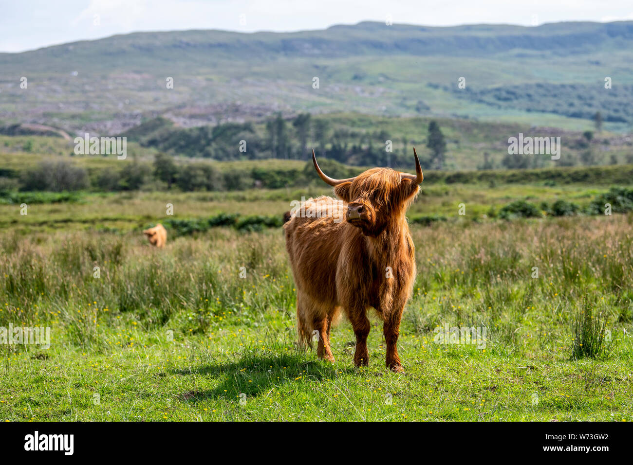Rinder In Schottland Stockfotos und -bilder Kaufen - Alamy