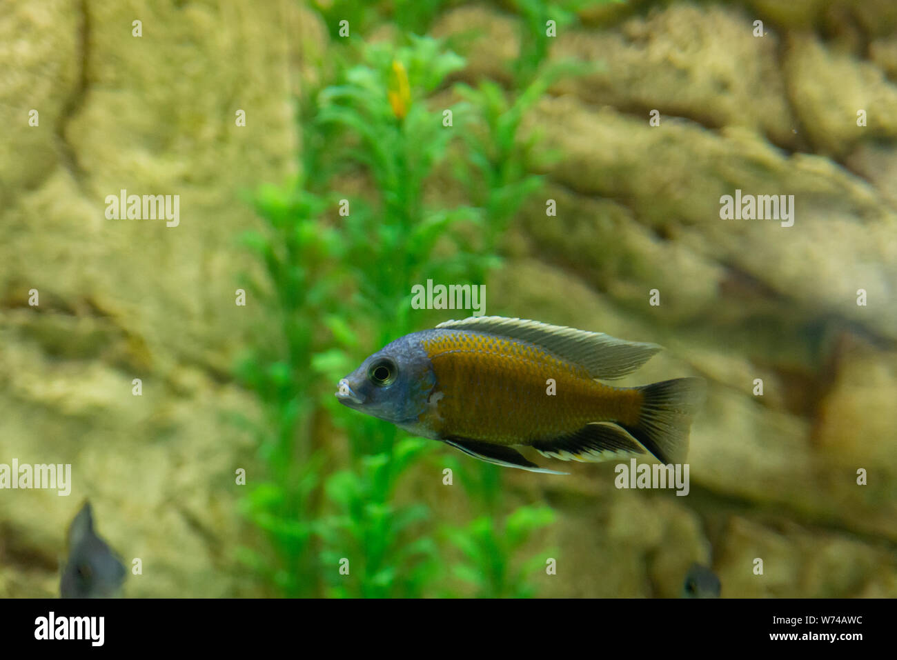 Haplochromis borleyi redfin -Fotos und -Bildmaterial in hoher Auflösung ...