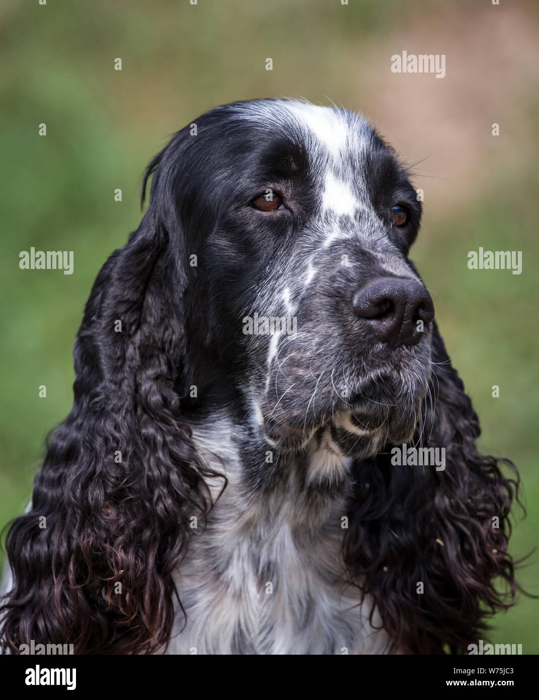 Englischer springer spanielkopf -Fotos und -Bildmaterial in hoher ...