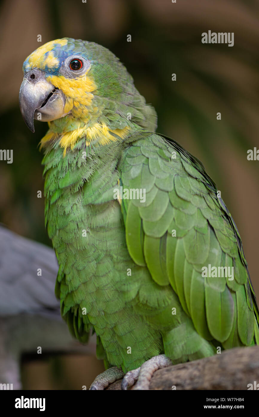 Papagei amazona amazonica -Fotos und -Bildmaterial in hoher Auflösung ...