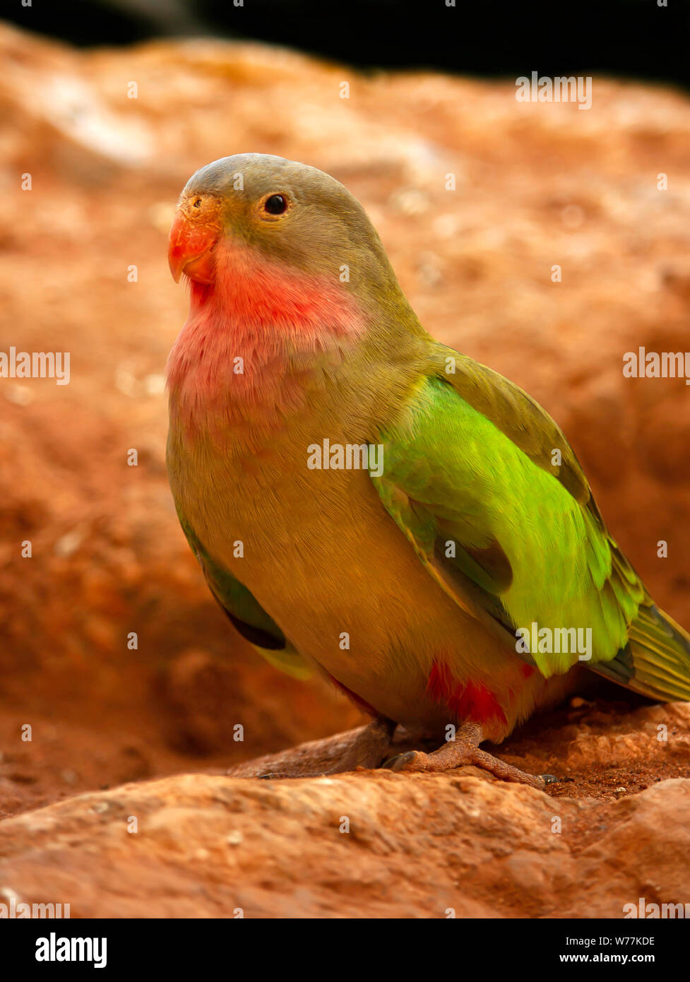 Prinzessin von wales sittich -Fotos und -Bildmaterial in hoher ...