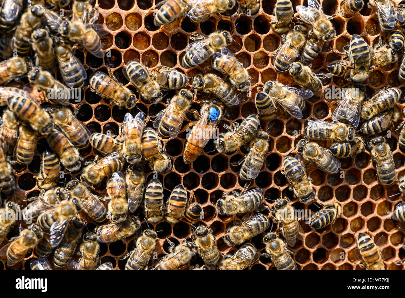 Blaue Markierung KÖNIGIN-BIENE arbeiten Honigbienen bienenstock Wachs ...