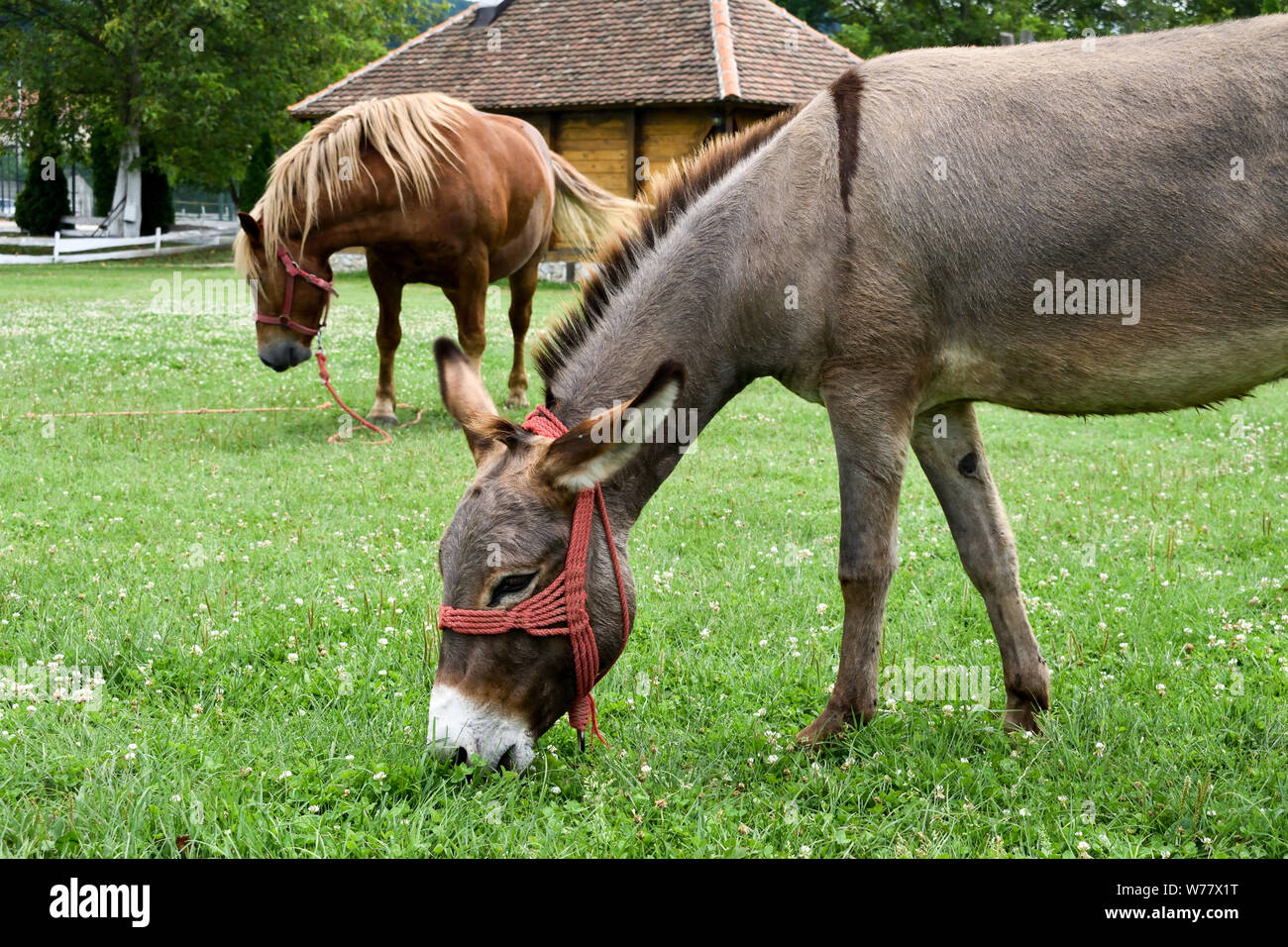 Esel ohr -Fotos und -Bildmaterial in hoher Auflösung - Seite 2 - Alamy