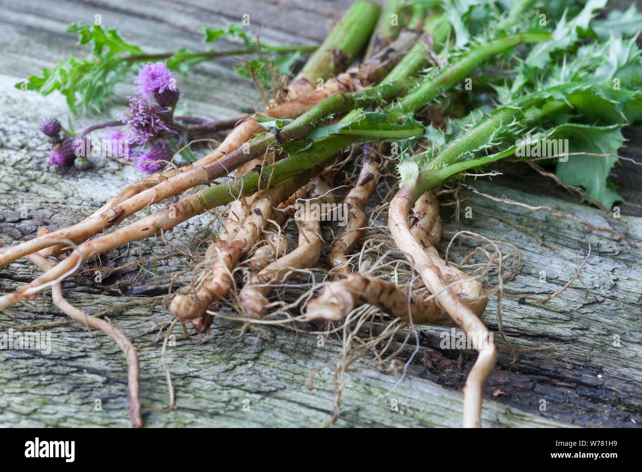Disteln-Wurzeln, Acker-Kratzdistel, Wurzel, Wurzelstock, Wurzeln ...