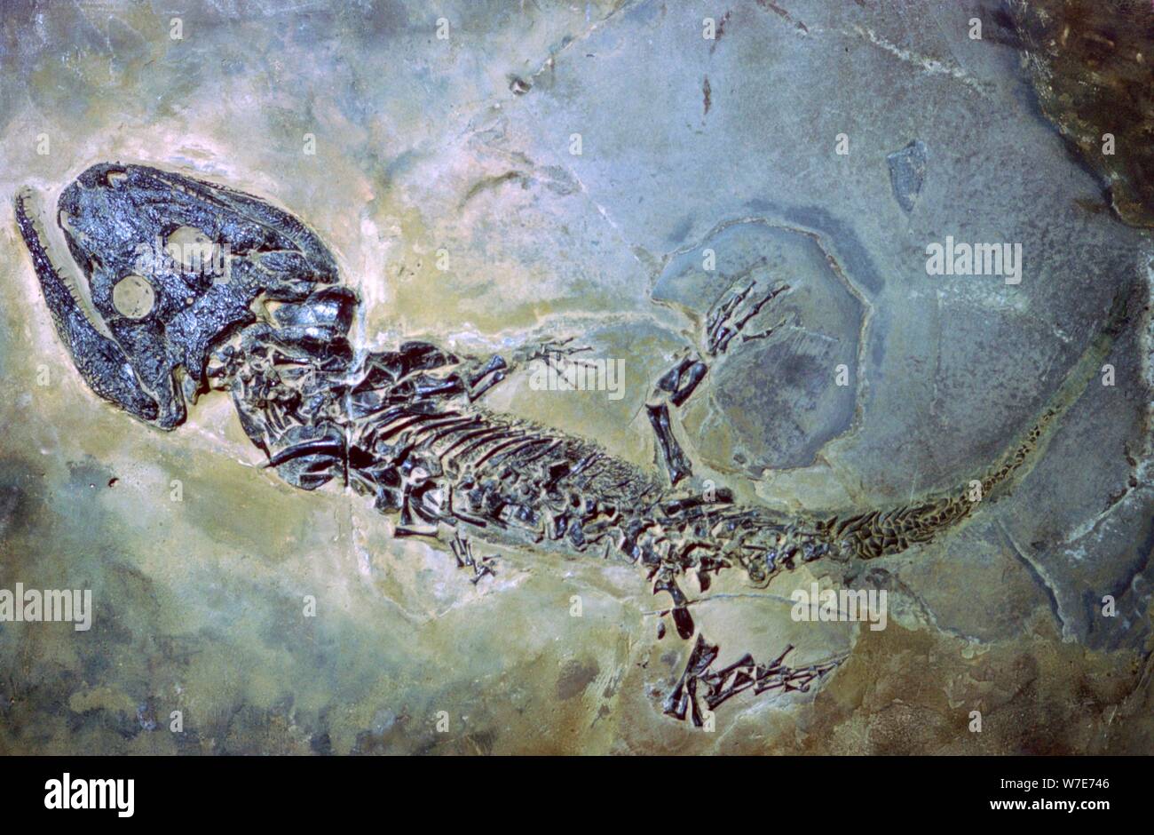 Amphibian fossil -Fotos und -Bildmaterial in hoher Auflösung – Alamy