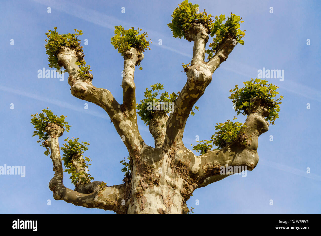 Ein pollarded Platane, Platanus x Hispanica, mit neuen Wachstum heraus ...