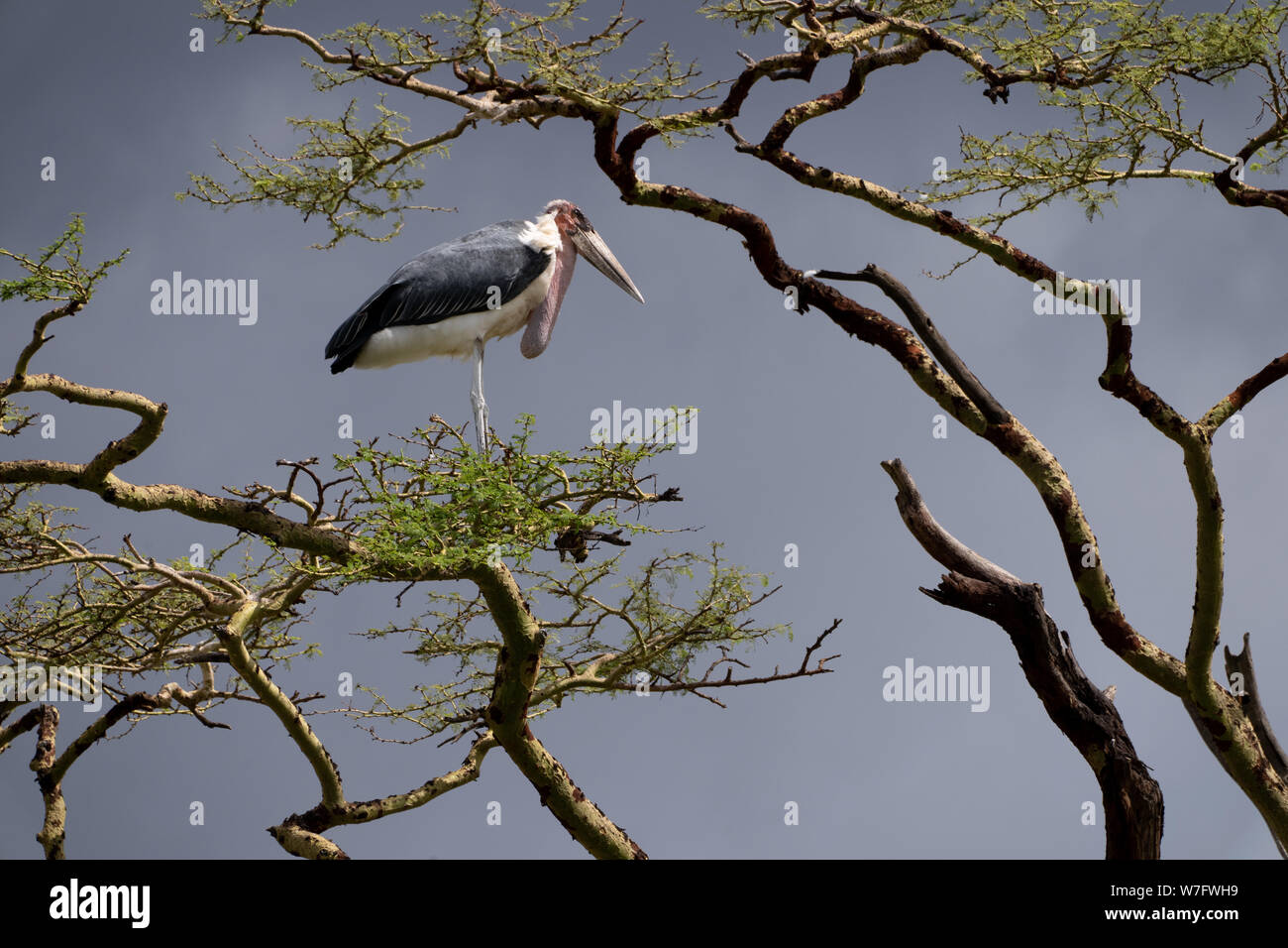 Marabu (Leptoptilos crumeniferus), auf einem Baum. Bei bedecktem Himmel ...