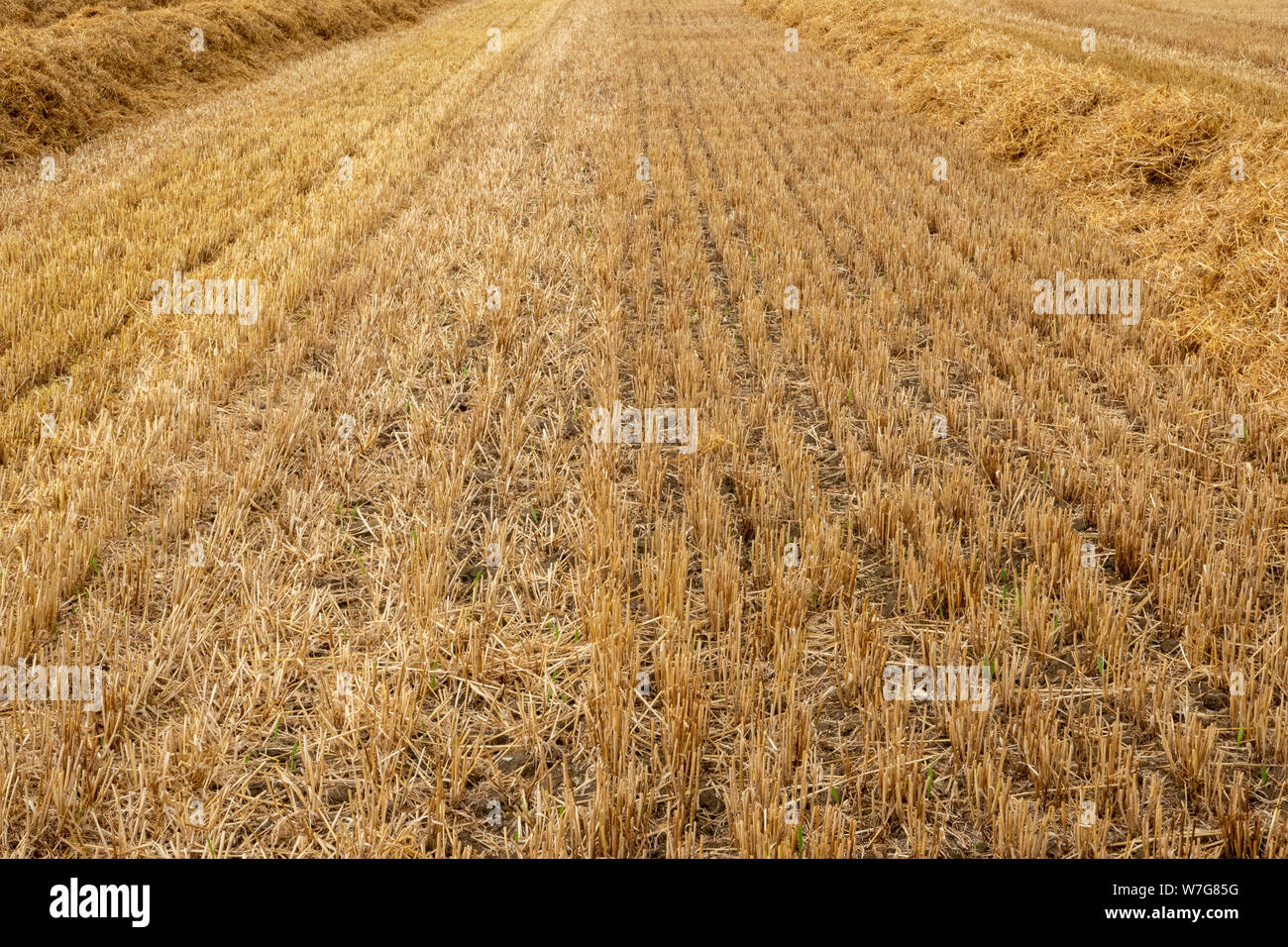 Ordentliches feld -Fotos und -Bildmaterial in hoher Auflösung – Alamy