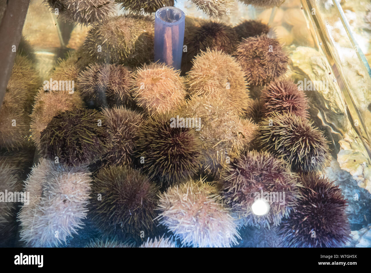 Essbare seeigel -Fotos und -Bildmaterial in hoher Auflösung – Alamy