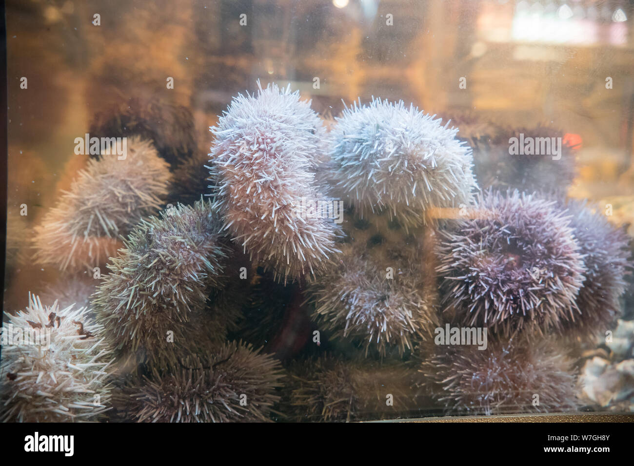 Essbare seeigel -Fotos und -Bildmaterial in hoher Auflösung – Alamy