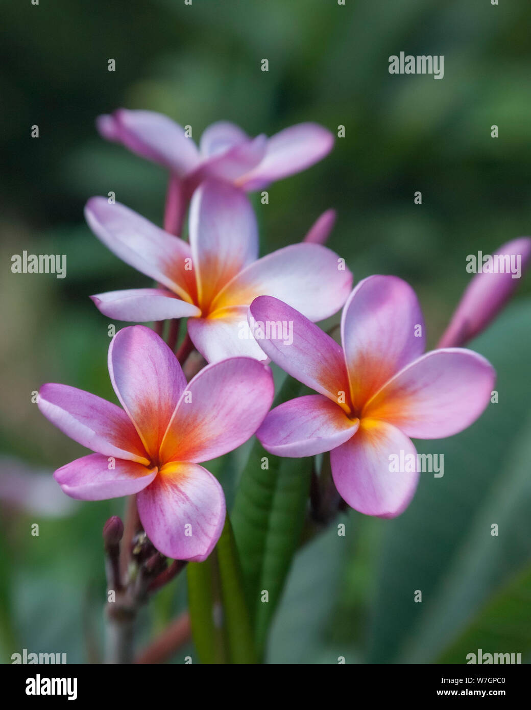 Hawaii blumen -Fotos und -Bildmaterial in hoher Auflösung – Alamy