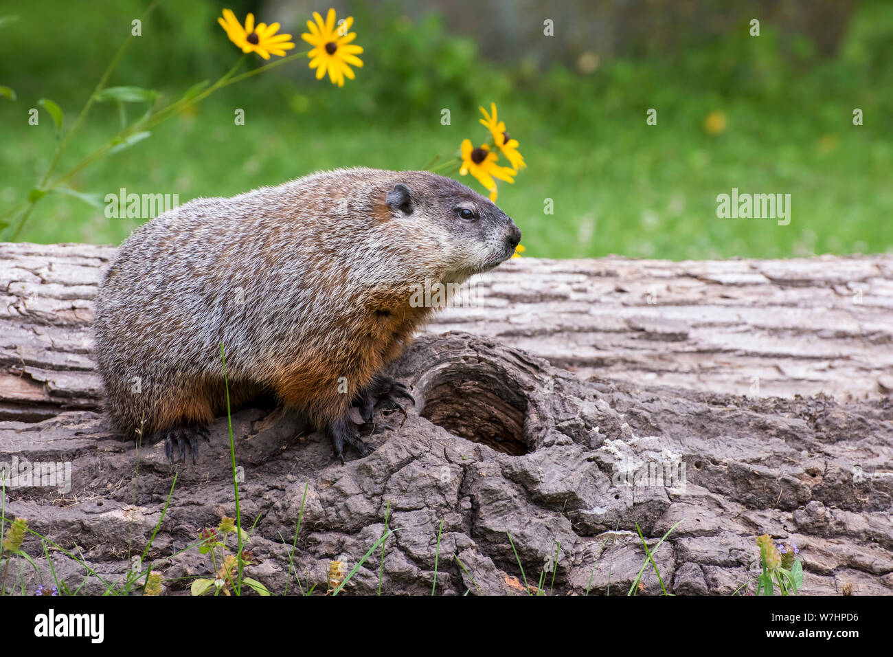 Murmeltier und blumen -Fotos und -Bildmaterial in hoher Auflösung – Alamy