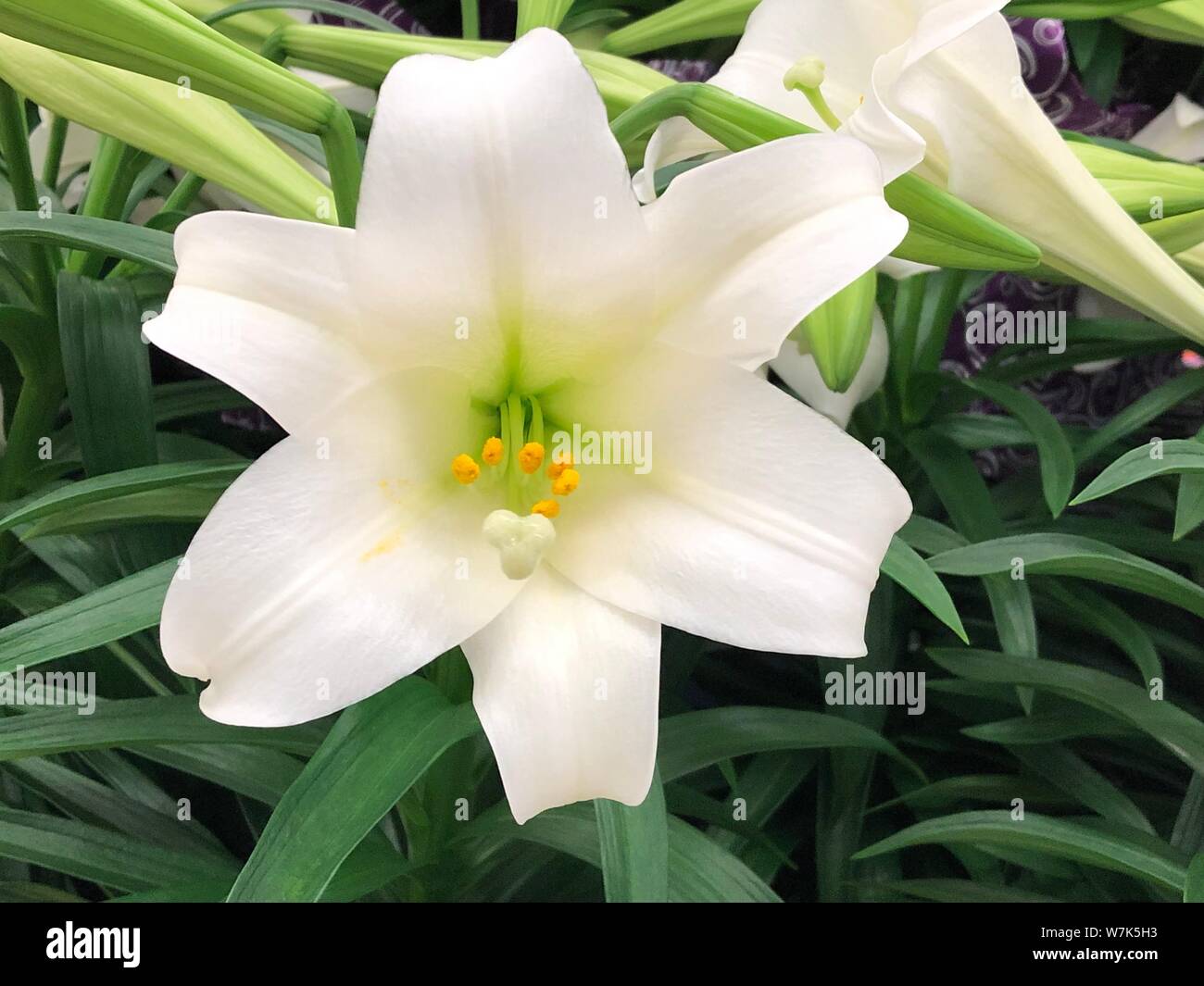 Lilie bild -Fotos und -Bildmaterial in hoher Auflösung – Alamy