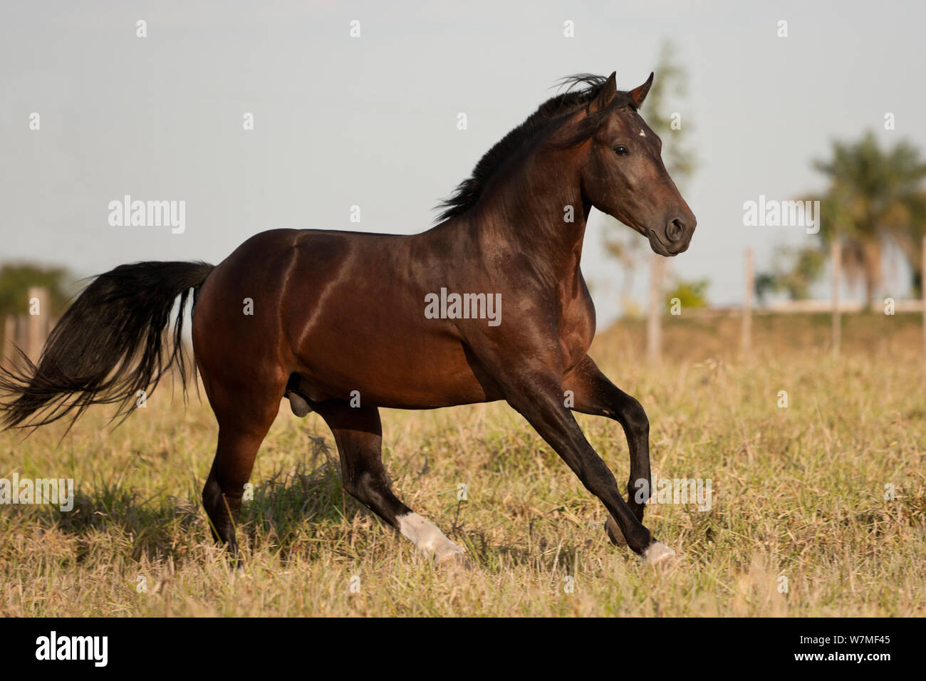 Criollo pferde -Fotos und -Bildmaterial in hoher Auflösung – Alamy