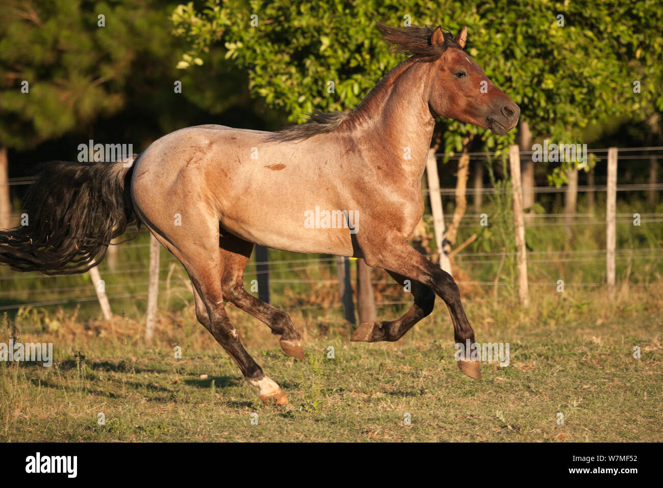 Criollo pferde -Fotos und -Bildmaterial in hoher Auflösung – Alamy
