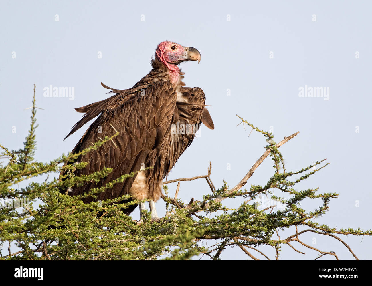 Jugendliche geier -Fotos und -Bildmaterial in hoher Auflösung – Alamy