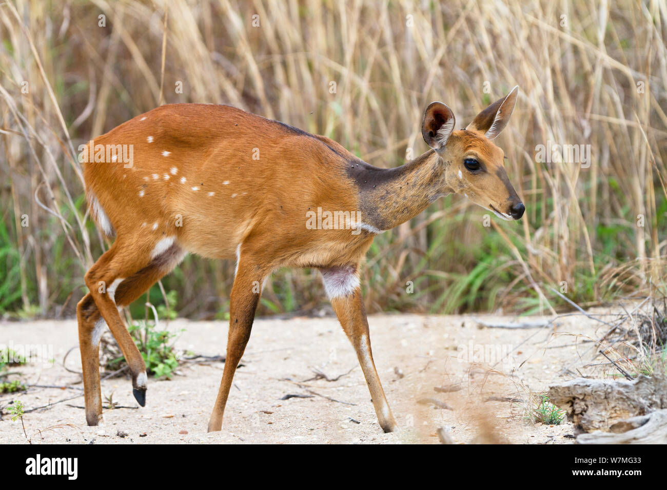 Afrika antilopen -Fotos und -Bildmaterial in hoher Auflösung – Alamy
