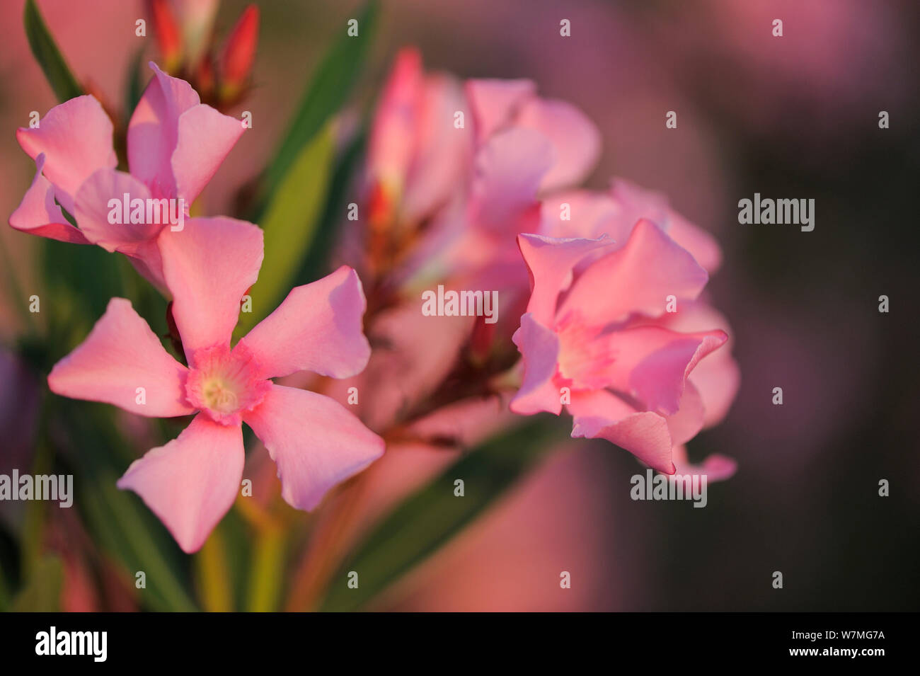 Nerium oleander italy -Fotos und -Bildmaterial in hoher Auflösung – Alamy