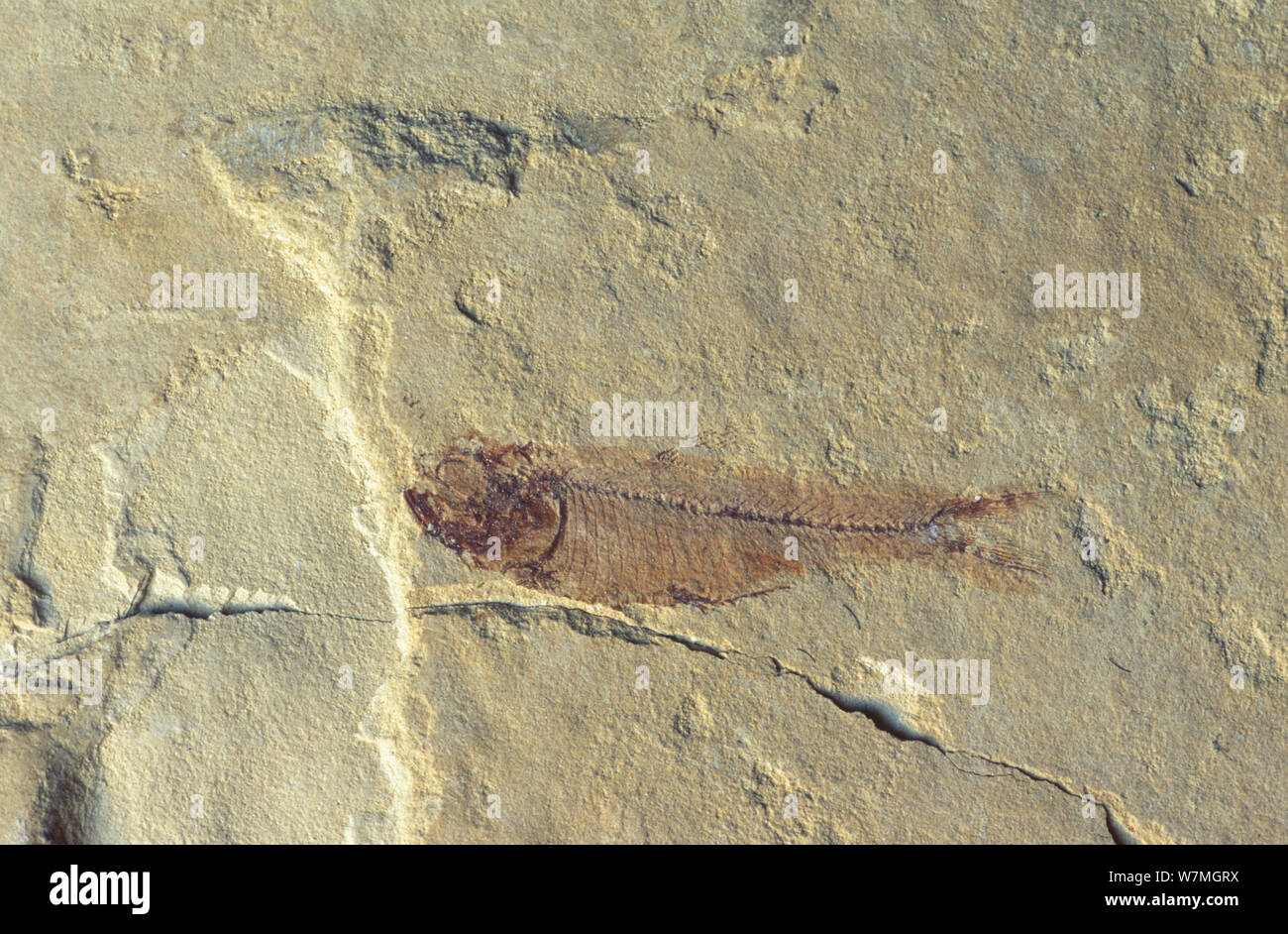 Wyoming fossil fish -Fotos und -Bildmaterial in hoher Auflösung – Alamy