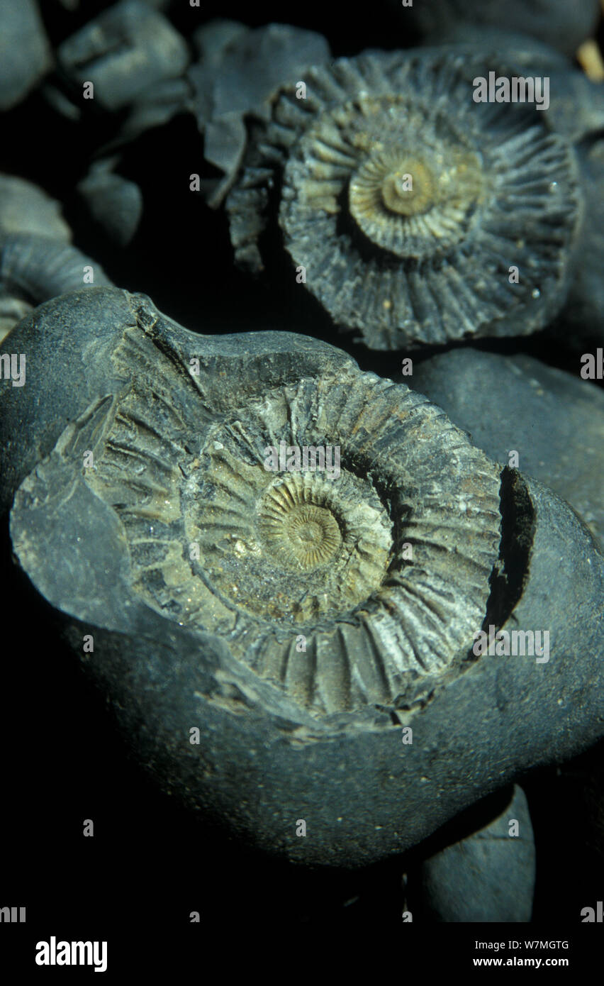 Mollusks fossil -Fotos und -Bildmaterial in hoher Auflösung – Alamy