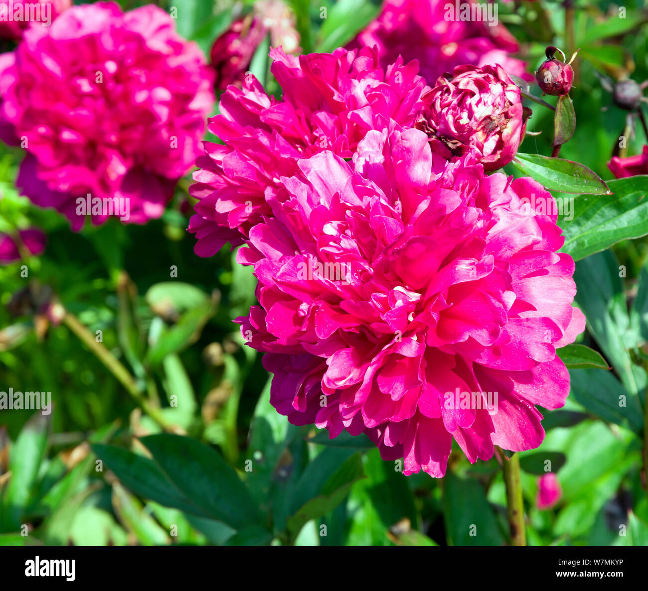Paeonia lactiflora wild -Fotos und -Bildmaterial in hoher Auflösung – Alamy