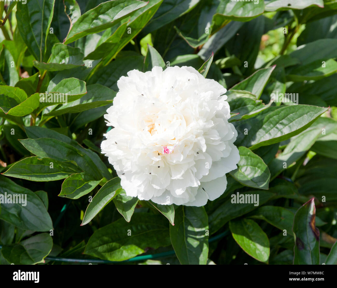 Engel doppelt -Fotos und -Bildmaterial in hoher Auflösung – Alamy