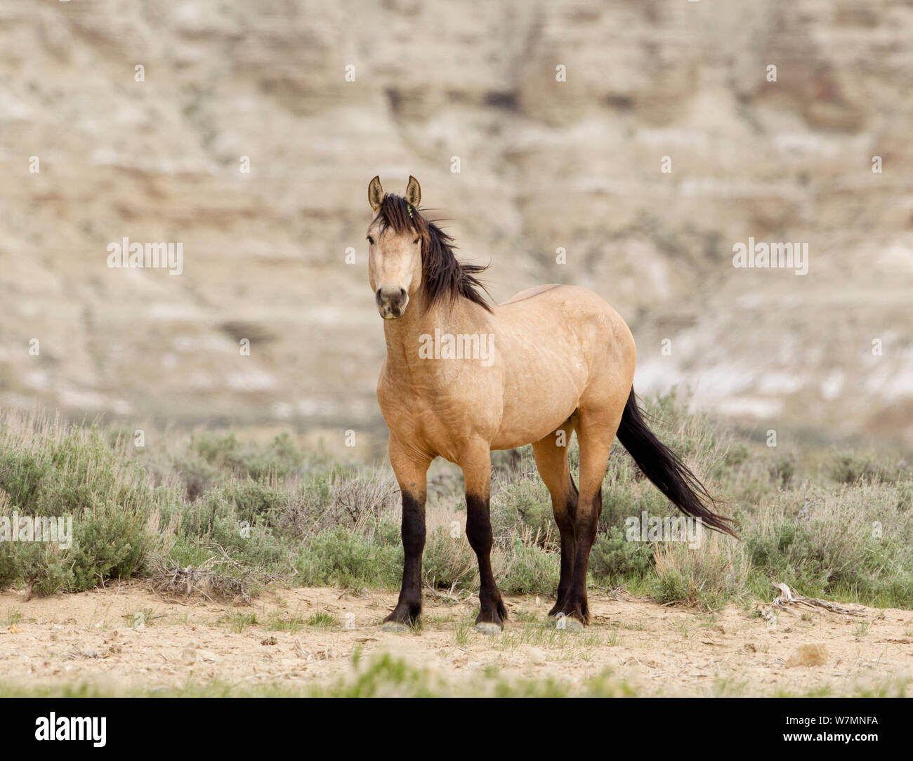 Mustang horse -Fotos und -Bildmaterial in hoher Auflösung – Alamy