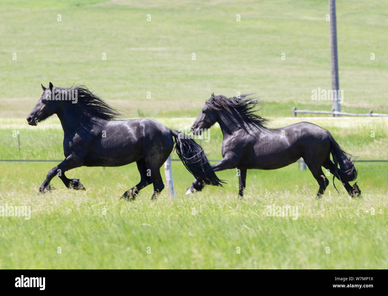 Friesian horse trotting -Fotos und -Bildmaterial in hoher Auflösung – Alamy