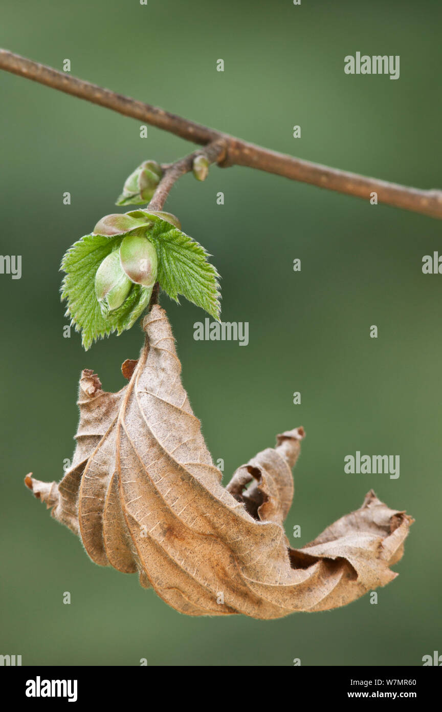Neues Wachstum Hazel Leaf (Corylus avellana) mit Toten noch an Zweig ...