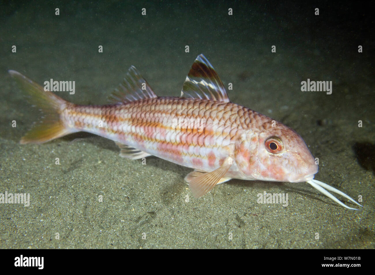 Rotbarbe englisch kanal -Fotos und -Bildmaterial in hoher Auflösung – Alamy