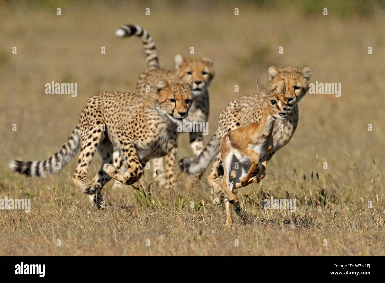 Gepard mit thomsons gazelle fawn -Fotos und -Bildmaterial in hoher ...