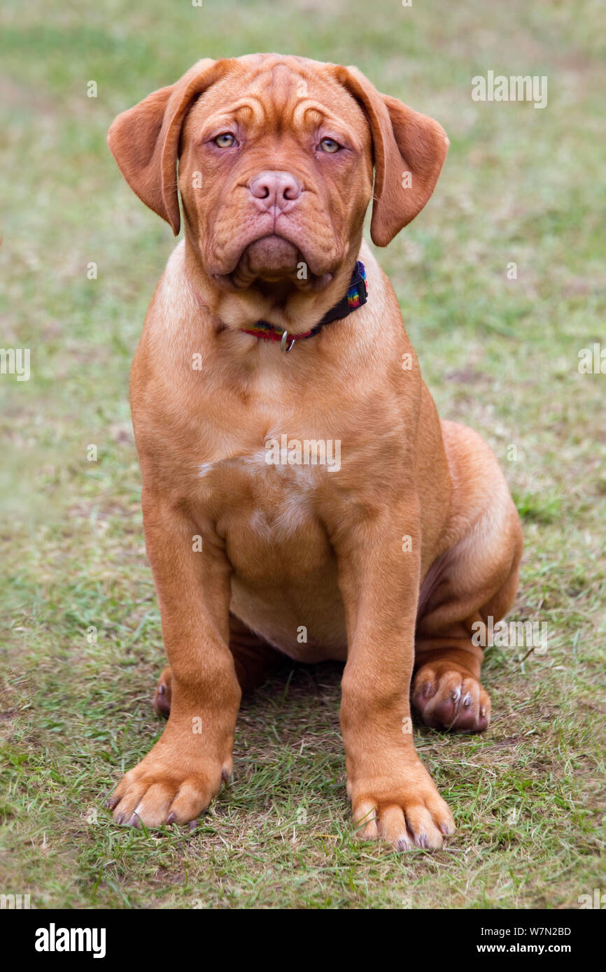 Sitting dogue de bordeaux -Fotos und -Bildmaterial in hoher Auflösung ...