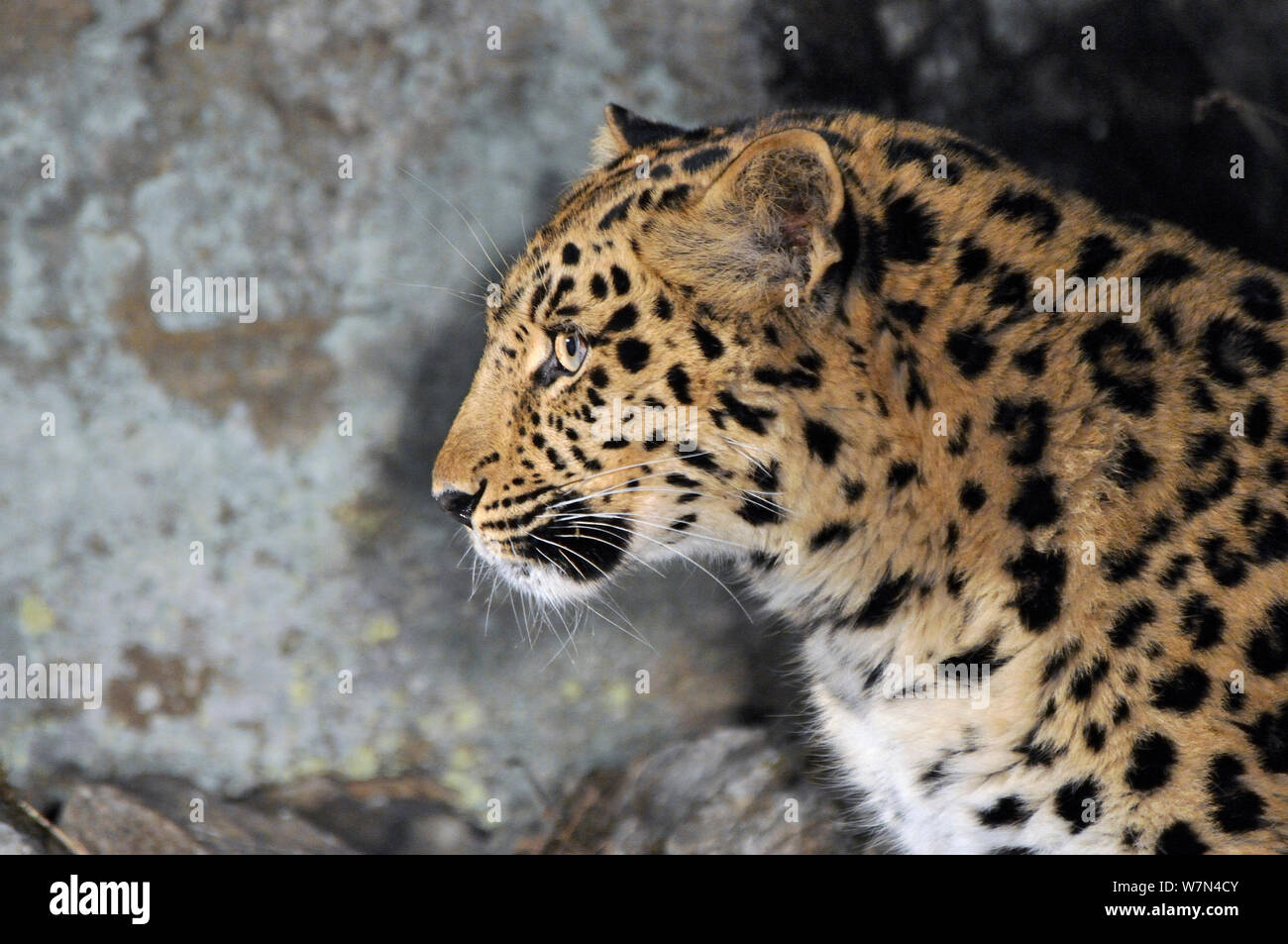 Amur leoparden -Fotos und -Bildmaterial in hoher Auflösung – Alamy
