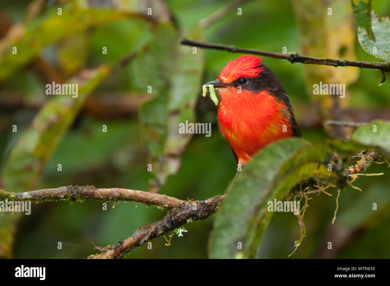 Zinnoberrot schopftyrann (Pyrocephalus rubinus) männlich mit ...