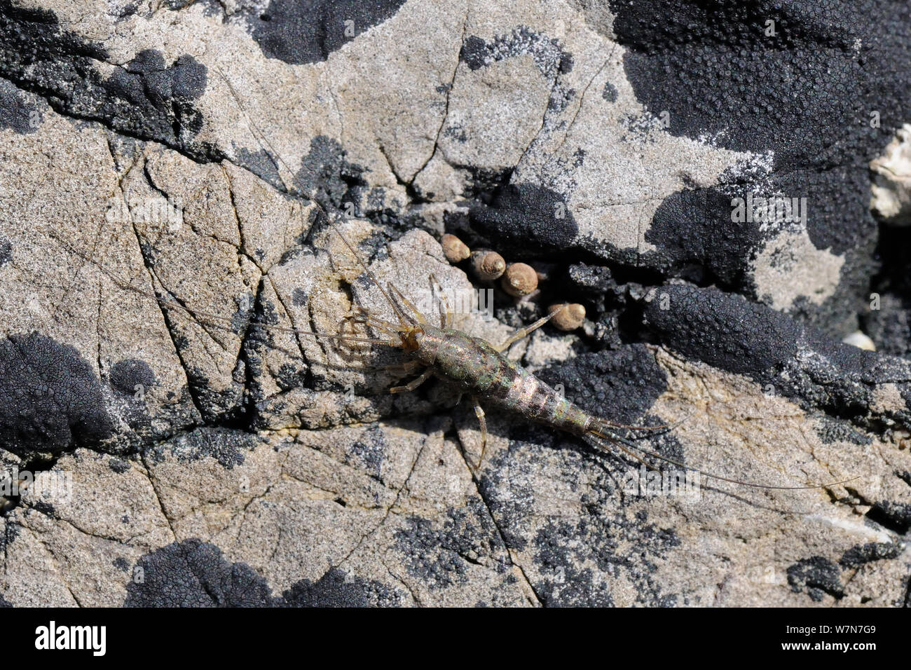 Littorina neritoides -Fotos und -Bildmaterial in hoher Auflösung – Alamy