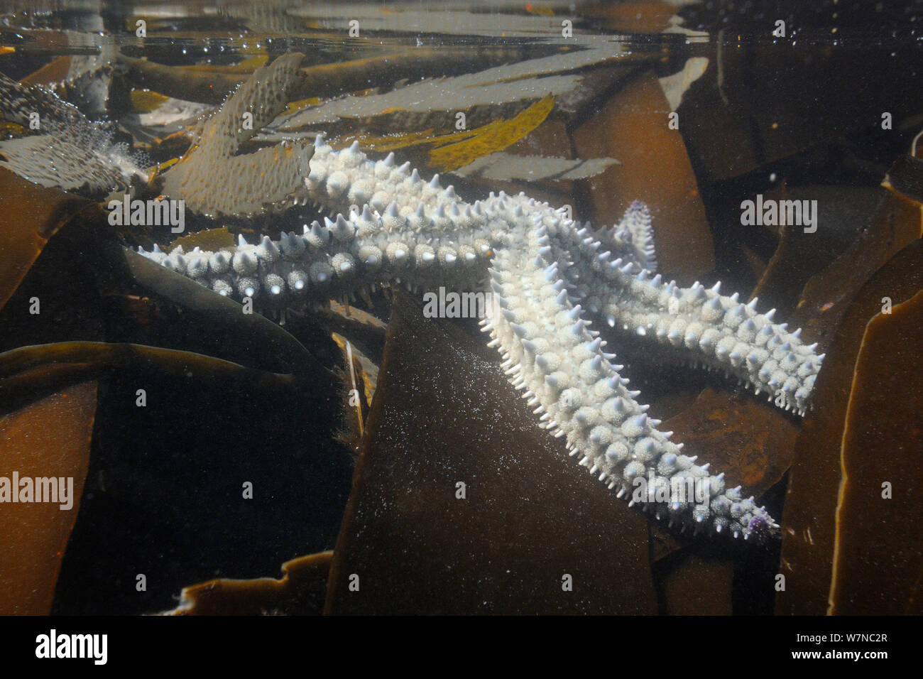 Tangleweed seetang -Fotos und -Bildmaterial in hoher Auflösung – Alamy