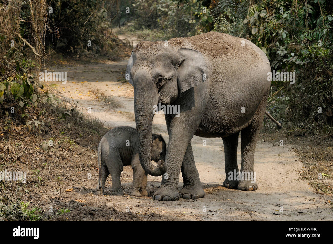 Indischer Elefant (Elephas maximus) Mutter und Jungtiere auf Schiene ...