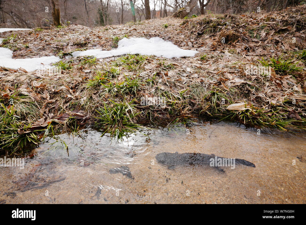 Japanische riesensalamander -Fotos und -Bildmaterial in hoher Auflösung ...