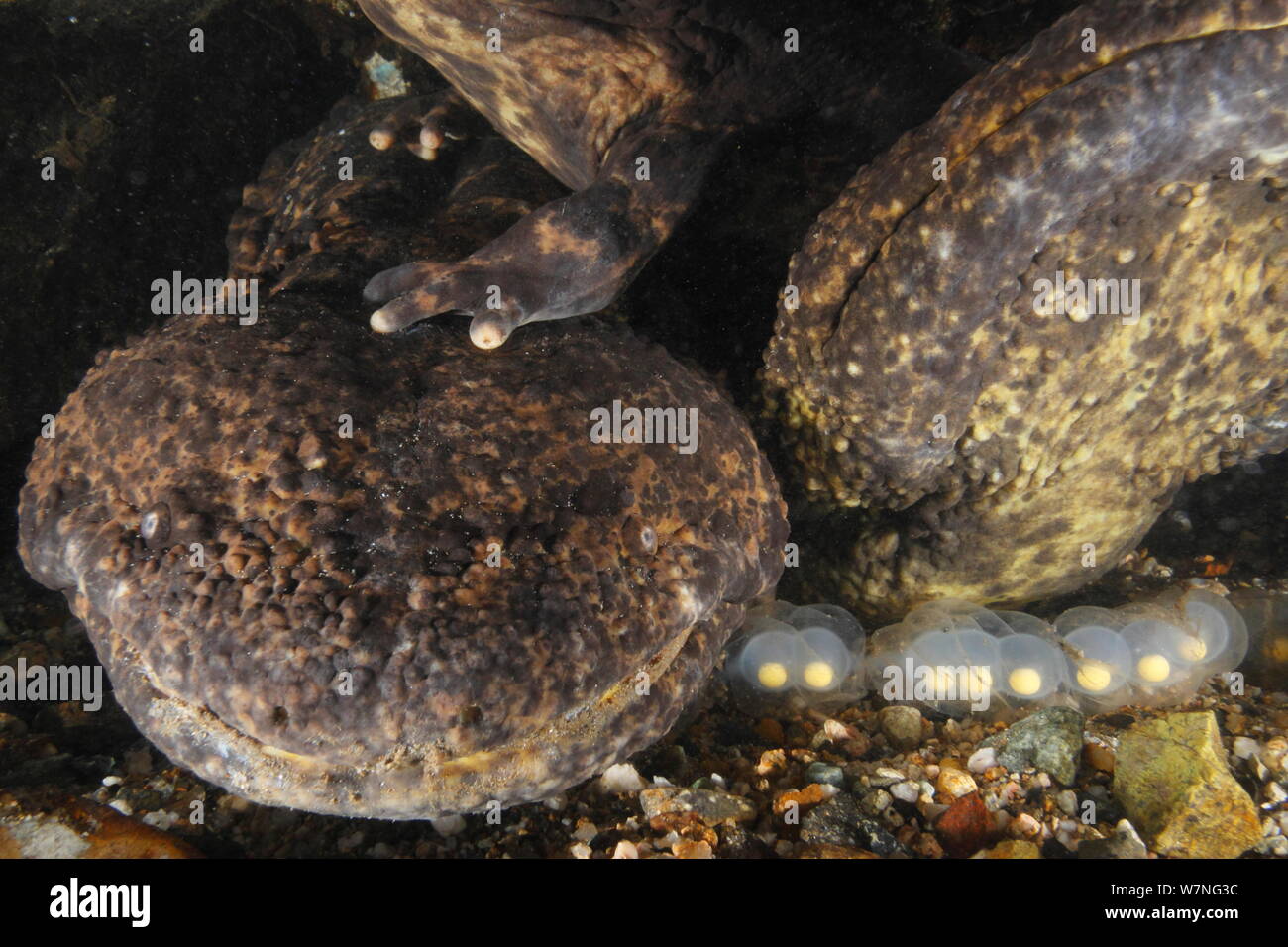 Japanische riesensalamander -Fotos und -Bildmaterial in hoher Auflösung ...