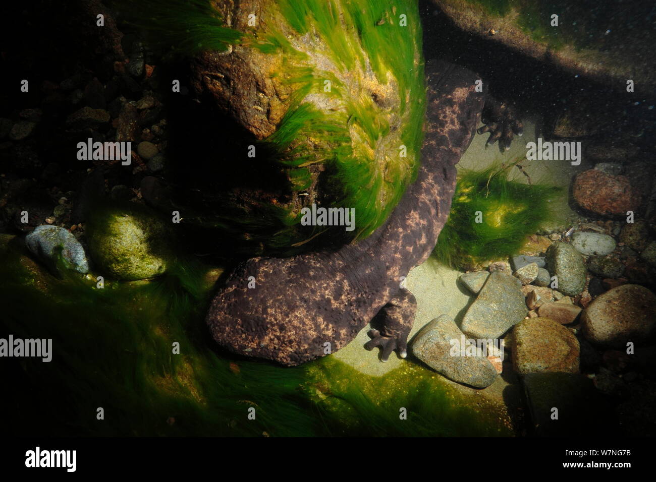 Japanischer Riesensalamander (Andria japonicus) im Fluss, immer mehr ...