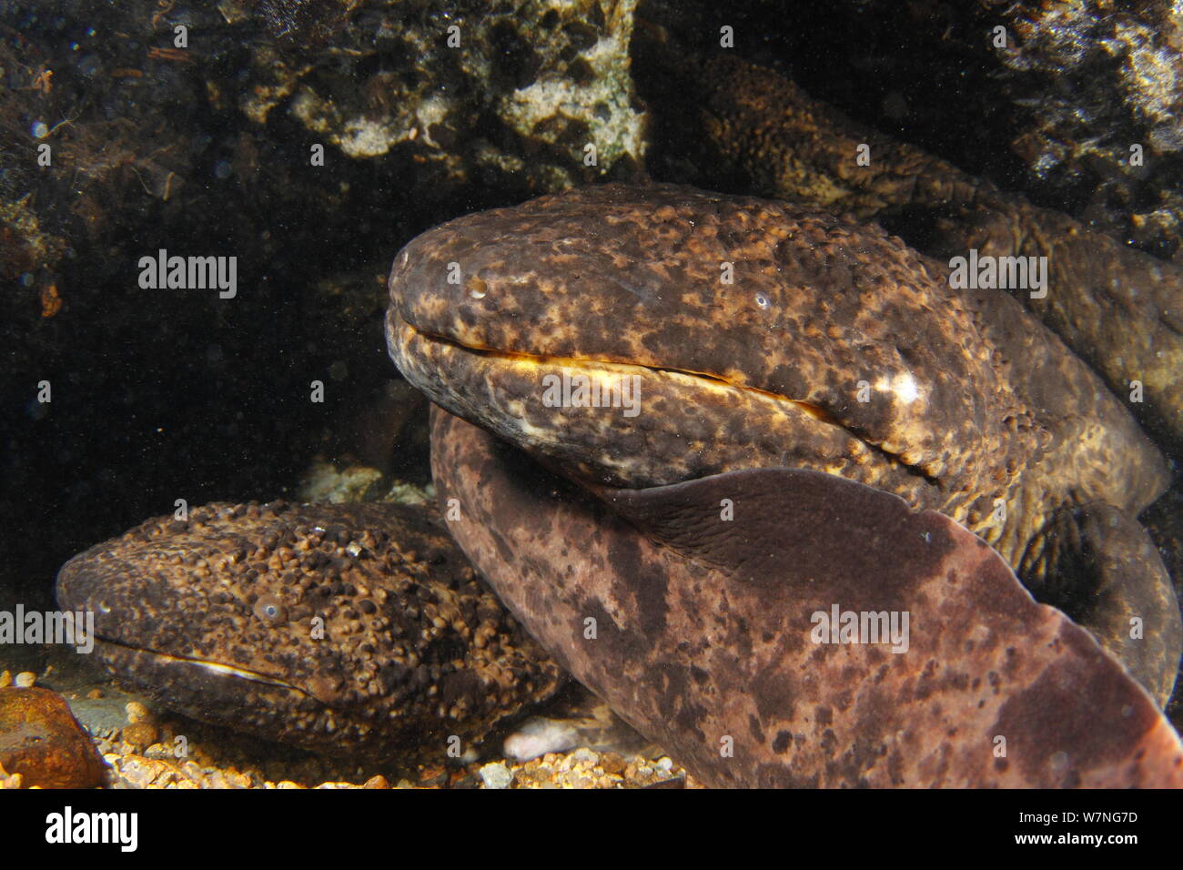 Japanische riesensalamander -Fotos und -Bildmaterial in hoher Auflösung ...
