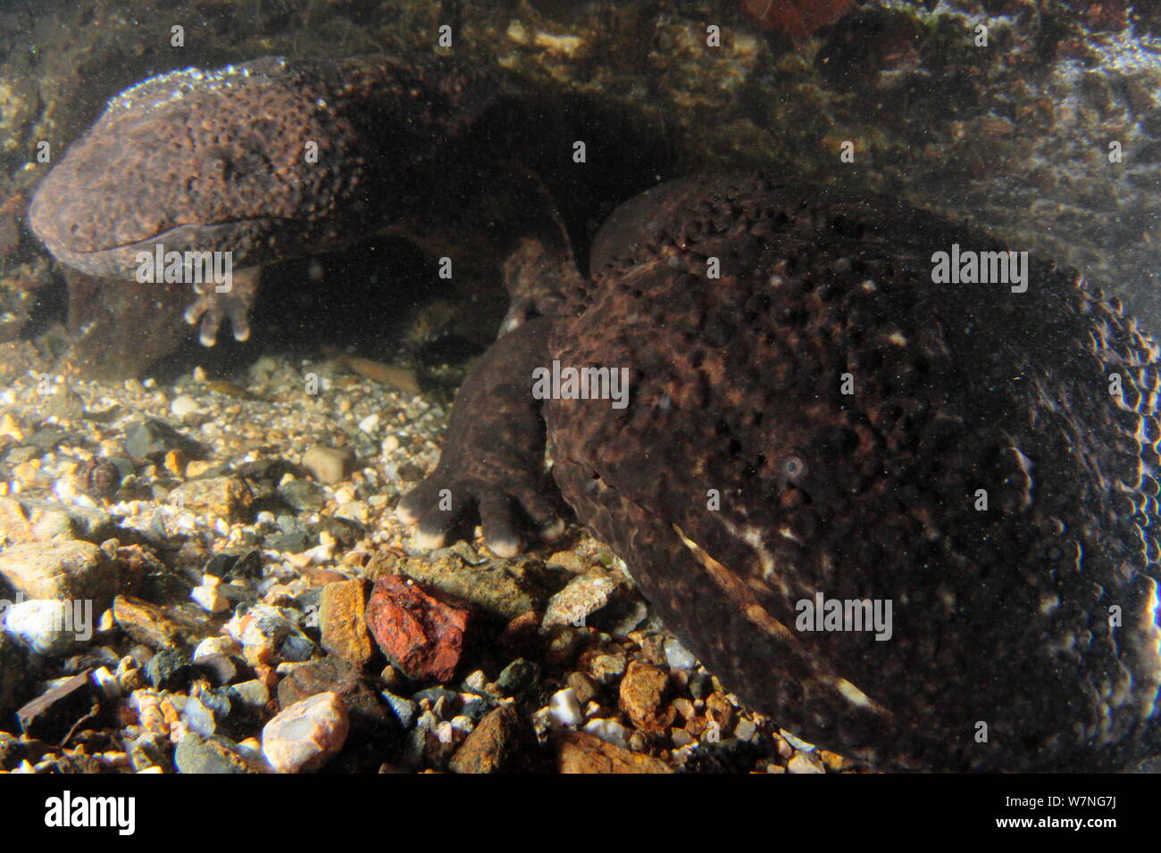 Japanische riesensalamander -Fotos und -Bildmaterial in hoher Auflösung ...