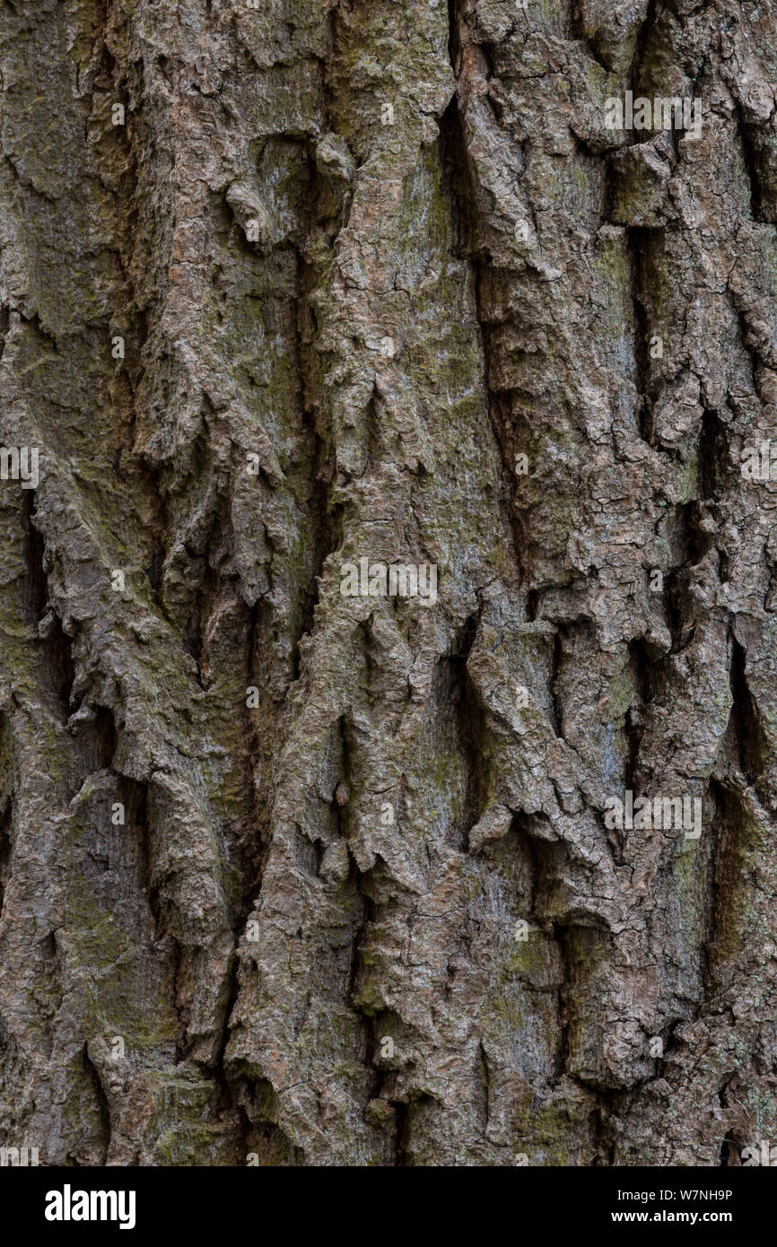 Ash Fraxinus Excelsior Bark Stockfotos und -bilder Kaufen - Alamy