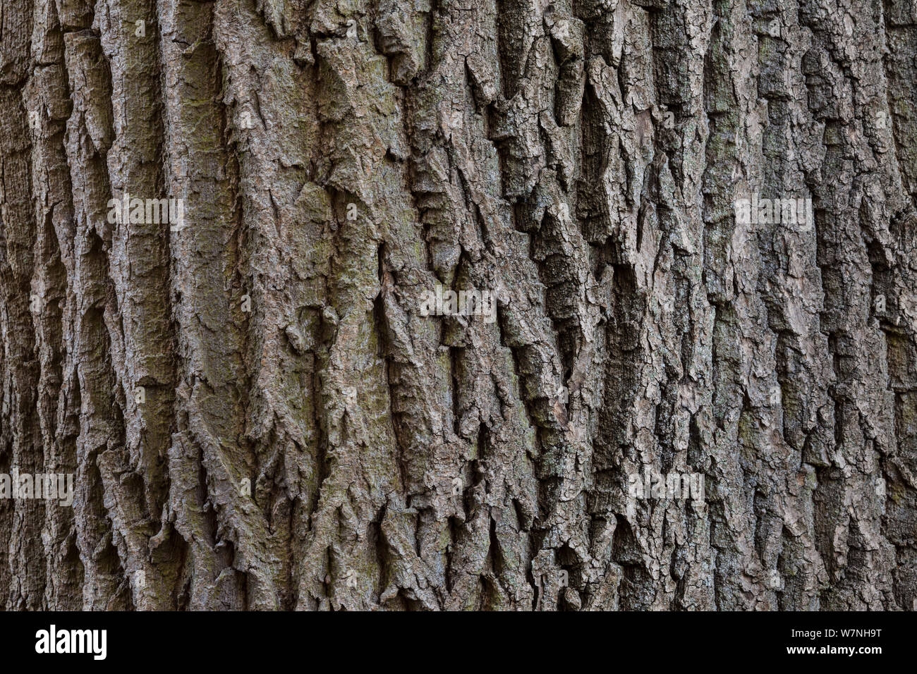 Bark fraxinus -Fotos und -Bildmaterial in hoher Auflösung – Alamy