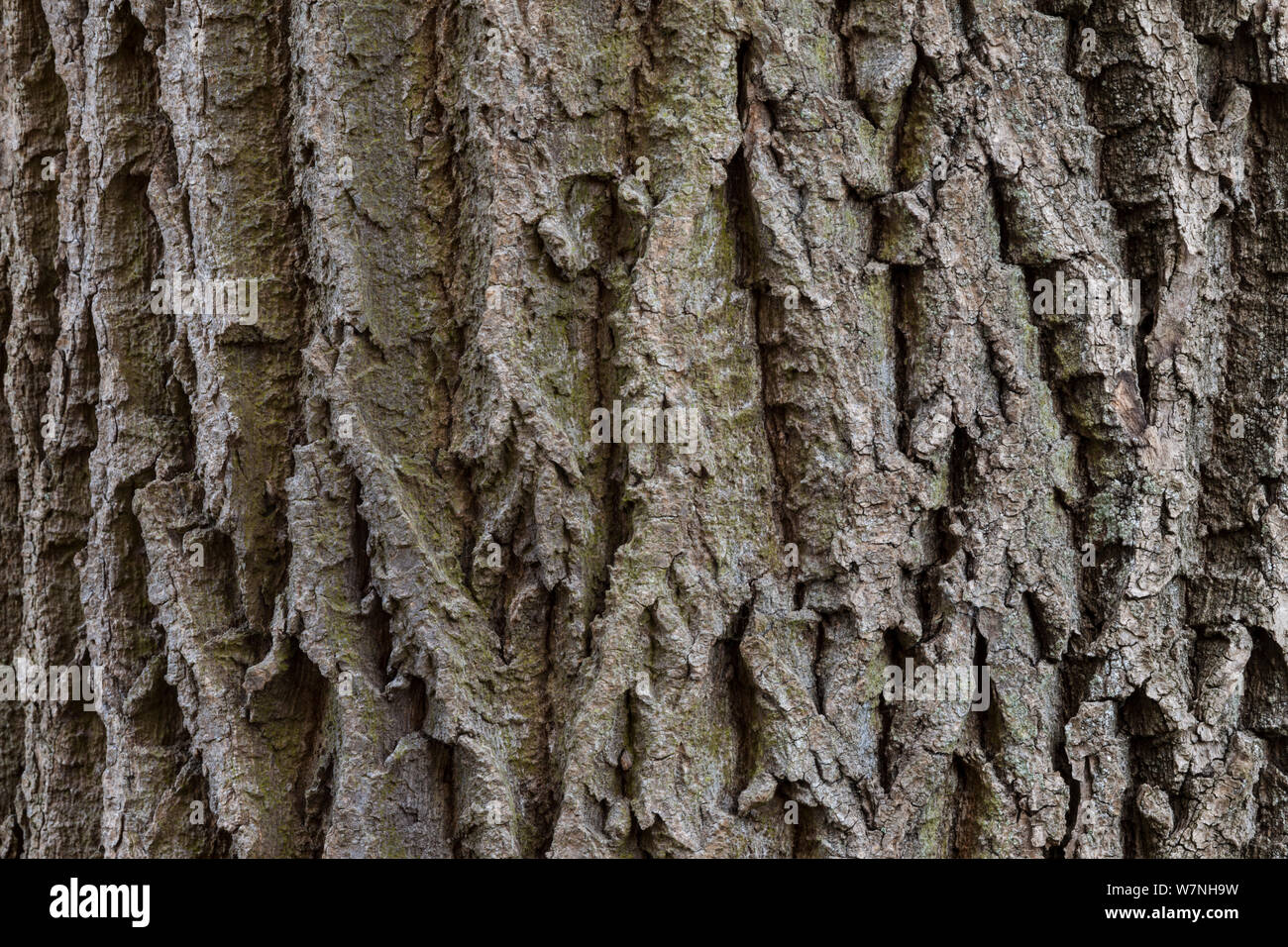 Ash fraxinus excelsior bark -Fotos und -Bildmaterial in hoher Auflösung ...