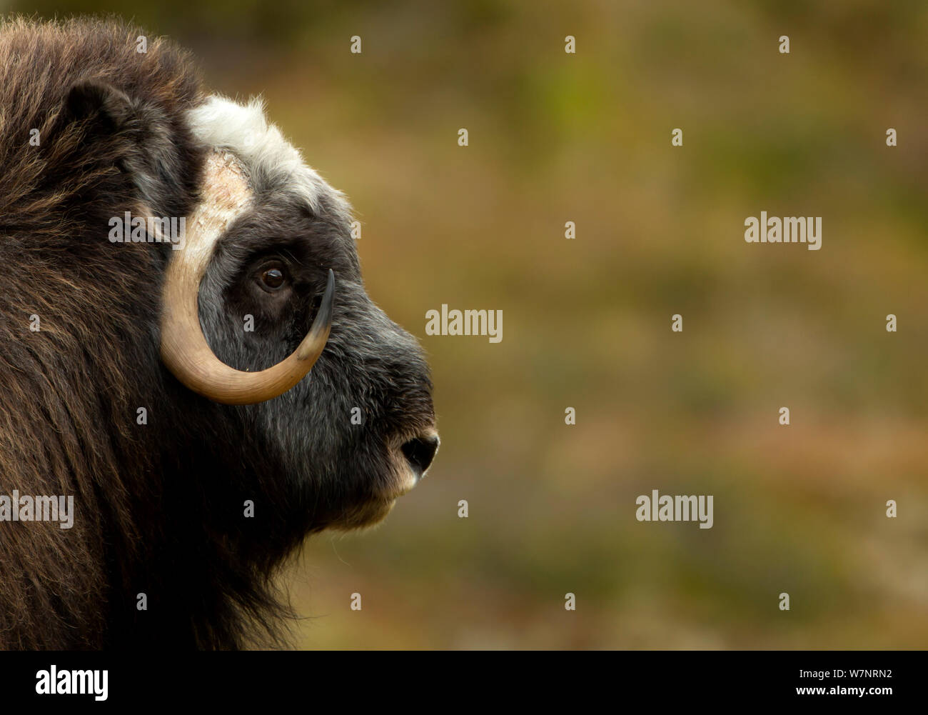 Moschusochsen (Ovibos moschatus) Kopf im Profil. Nationalpark ...