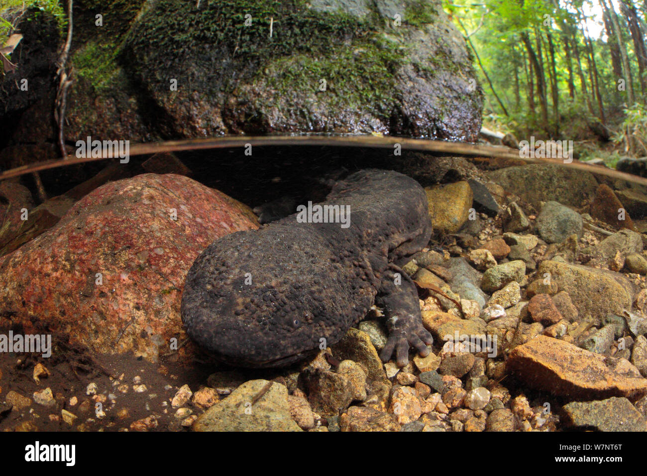 Japanische riesensalamander -Fotos und -Bildmaterial in hoher Auflösung ...